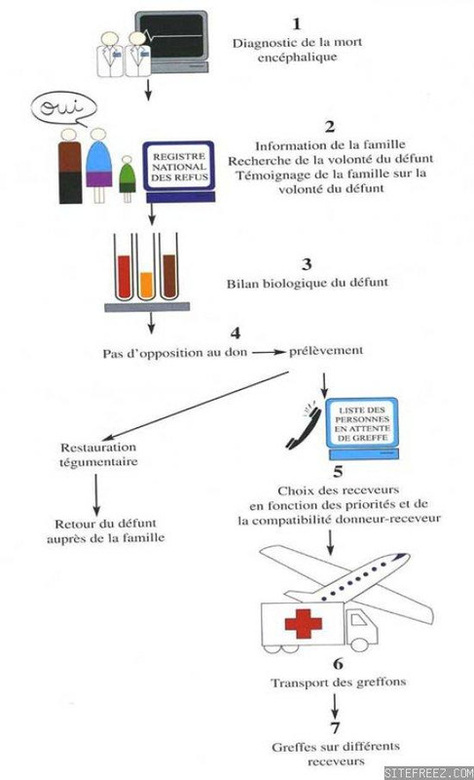 TPE sur les greffes: Le Déroulement d'une Greffe